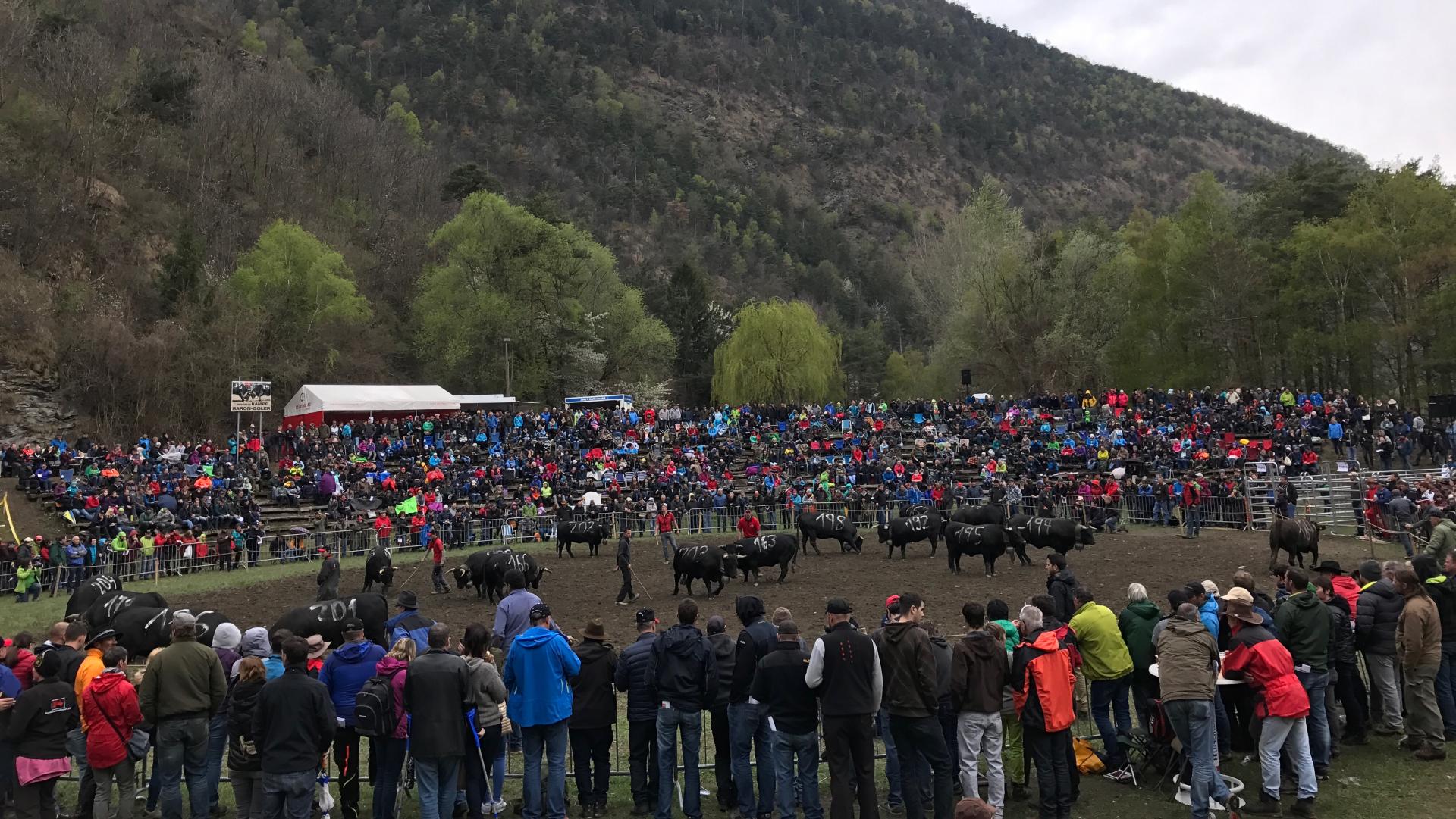 Am Sonntagnachmittag begeisterten die kämpfenden Eringerkühe mehr als 3000 Zuschauer. Quelle: rro
