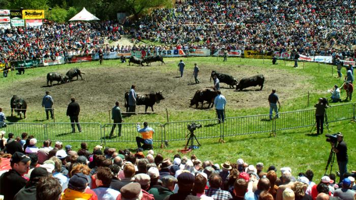 Rund 12 000 Zuschauer werden am nationalen Ringkuhkampffinal in der ...