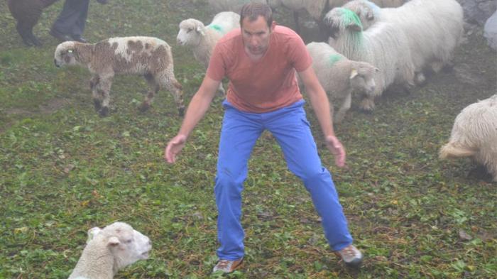 Der Schafscheid wird nicht umsonst auch Schaf-Rodeo genannt. Quelle: rro