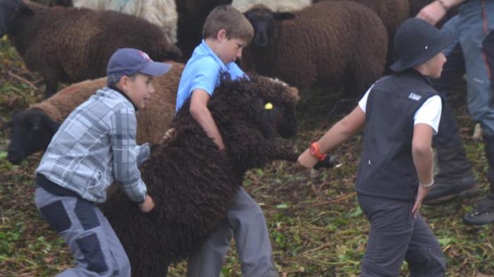Die ganze Familie half mit, die Schafe zusammenzutreiben. Quelle: rro