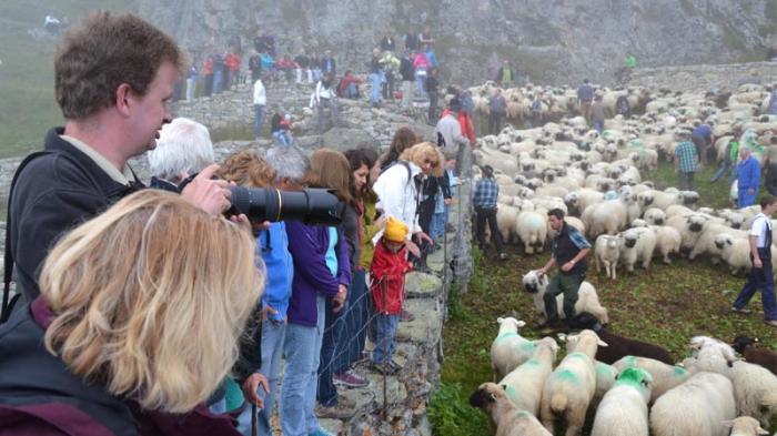 Zahlreiche Besucher waren auch dieses Jahr beim Schafscheid dabei ...