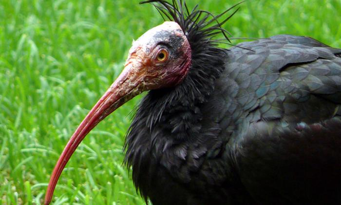 Mit dem Waldrapp lebt einer der seltenstenVögel der Welt seit einem ...