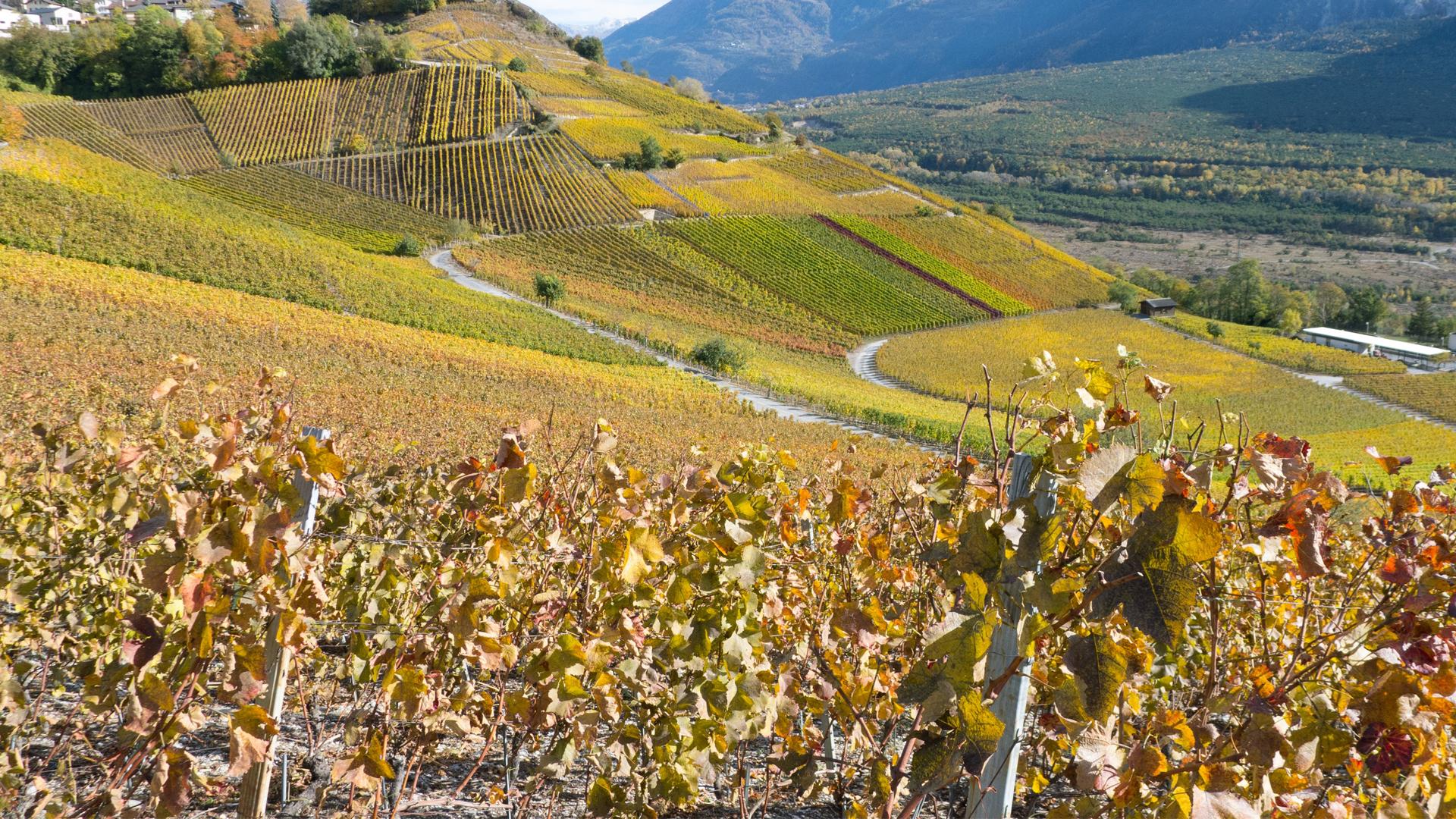 Acht junge Walliser Winzer präsentieren von Sonntag bis Dienstag Weine ...