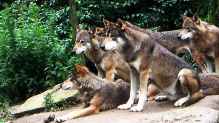 Ein männlicher Wolf aus dem Calanda-Rudel ist ins Goms ausgewandert. Im ...