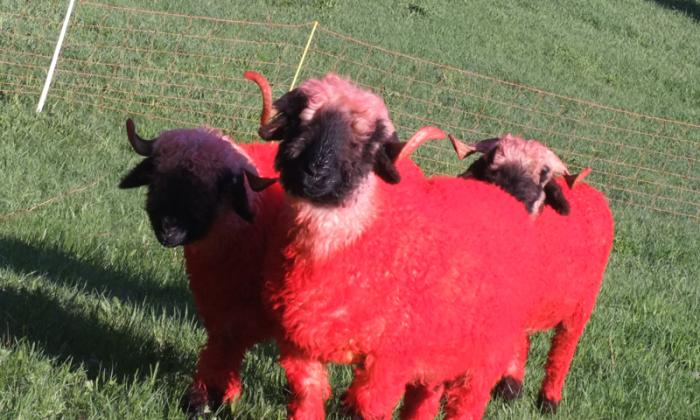 Kurz nach Veröffentlichung der Schaffotos auf rro gab es schon einige ...