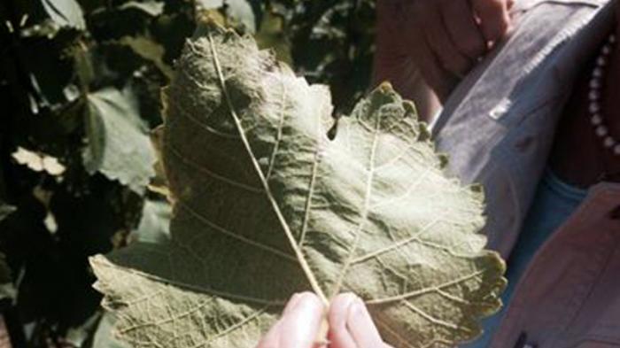 Ein leichter Befall von Mehltau ist auf diesem Rebblatt zu sehen ...