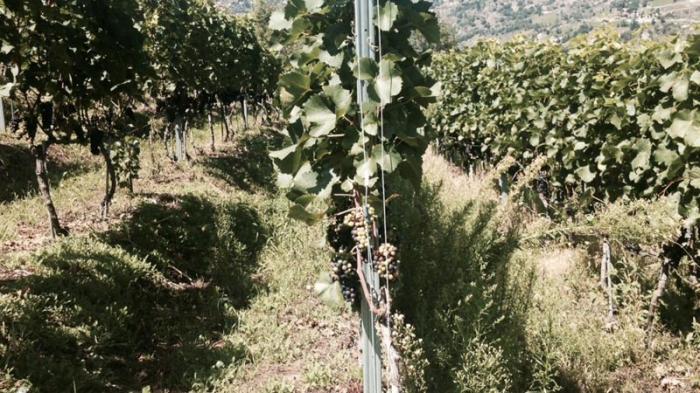 Die Rebkontrolleure waren mit den Oberwalliser Winzern sehr zufrieden ...