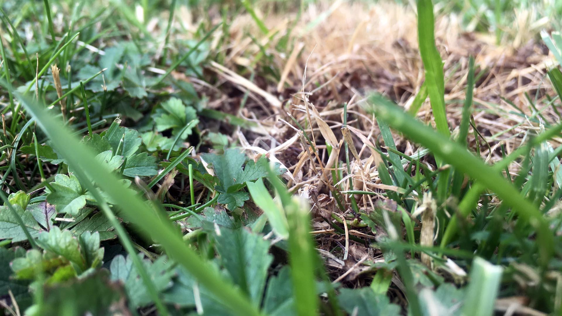 Gelber Rasen: Die Hitze und die Trockenheit hinterlassen in den Gärten ...