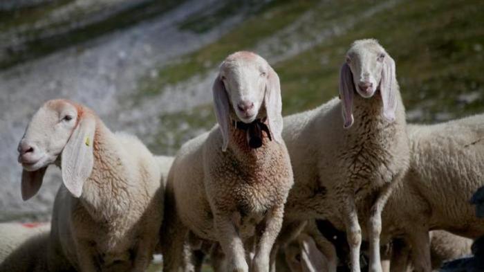 Wo sind die Saaser Mutten? Die Suche nach den über 100 vermissten ...