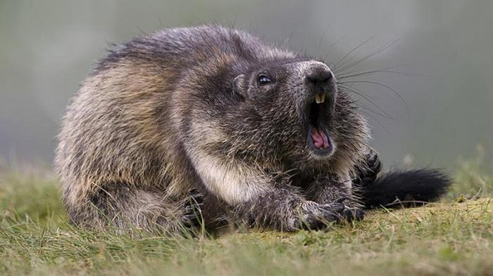 Zumindest die Murmeltiere lassen sich von den milden Temperaturen nicht ...