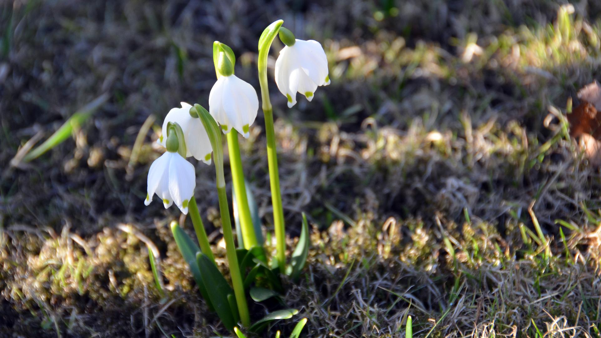 Die schönsten Frühlingsbilder mit rro - dasch ds Wallis. Quelle: rro