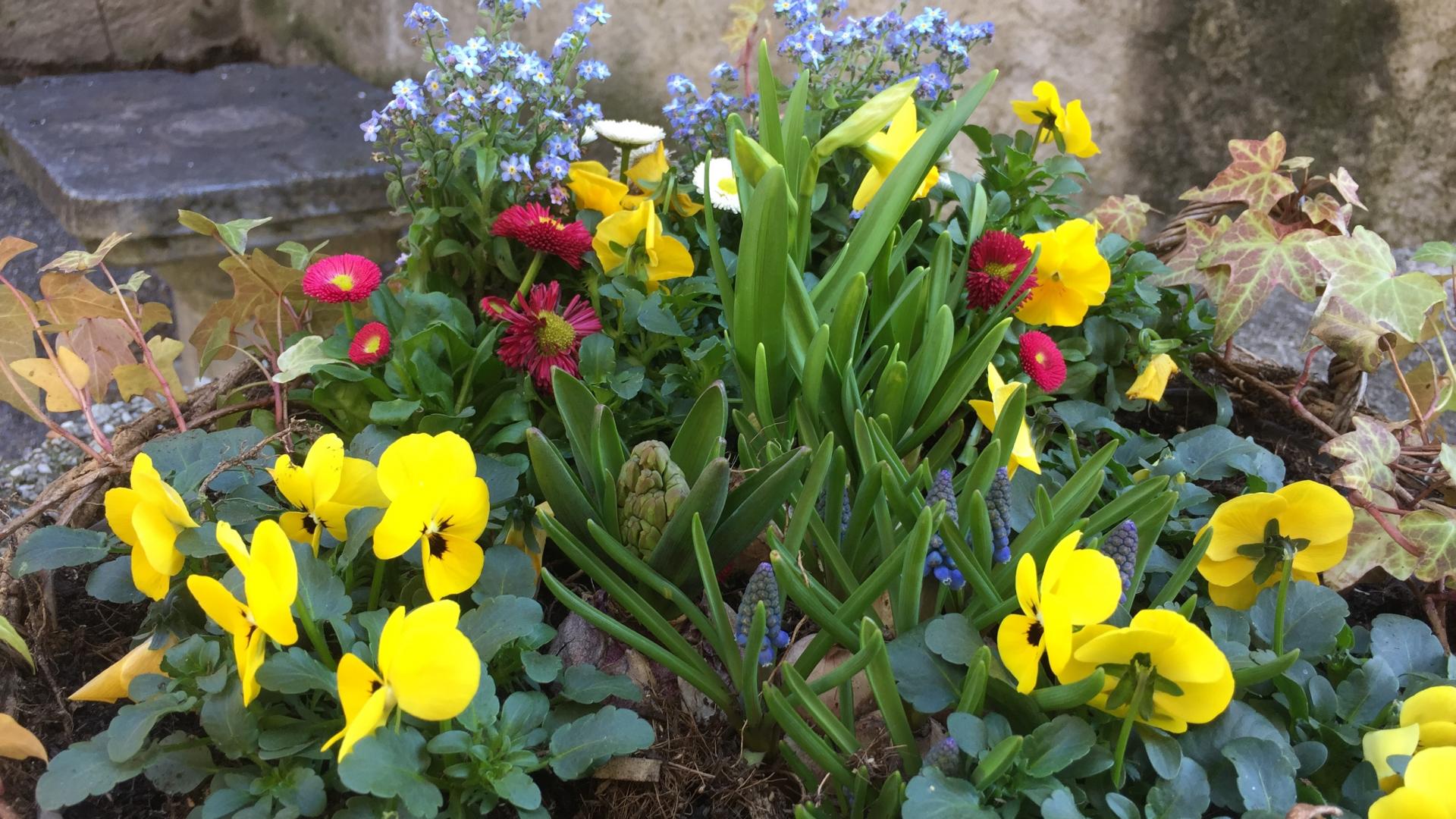 Die schönsten Frühlingsbilder mit rro - dasch ds Wallis. Quelle: rro