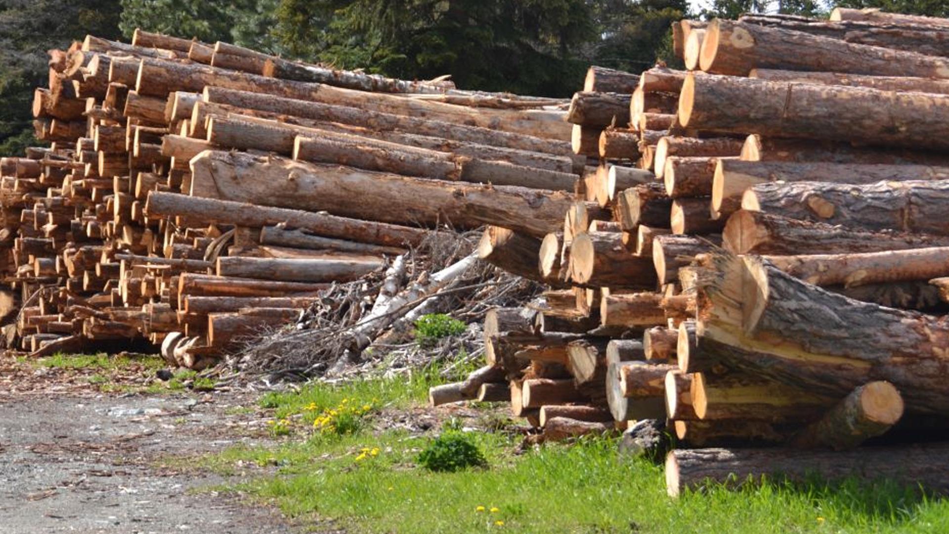 Die Schweizerische Forststatistik 2018 zeigt: Die Holzernte fiel wegen ...