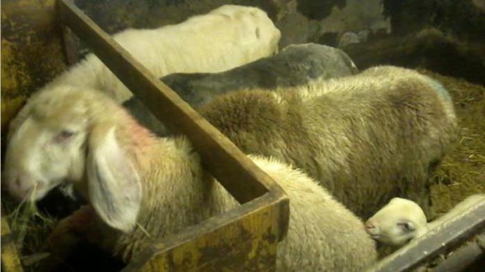 Heute gibt es nur noch rund 380 lebende Saaser Mutten. Pro Specie Rara ...